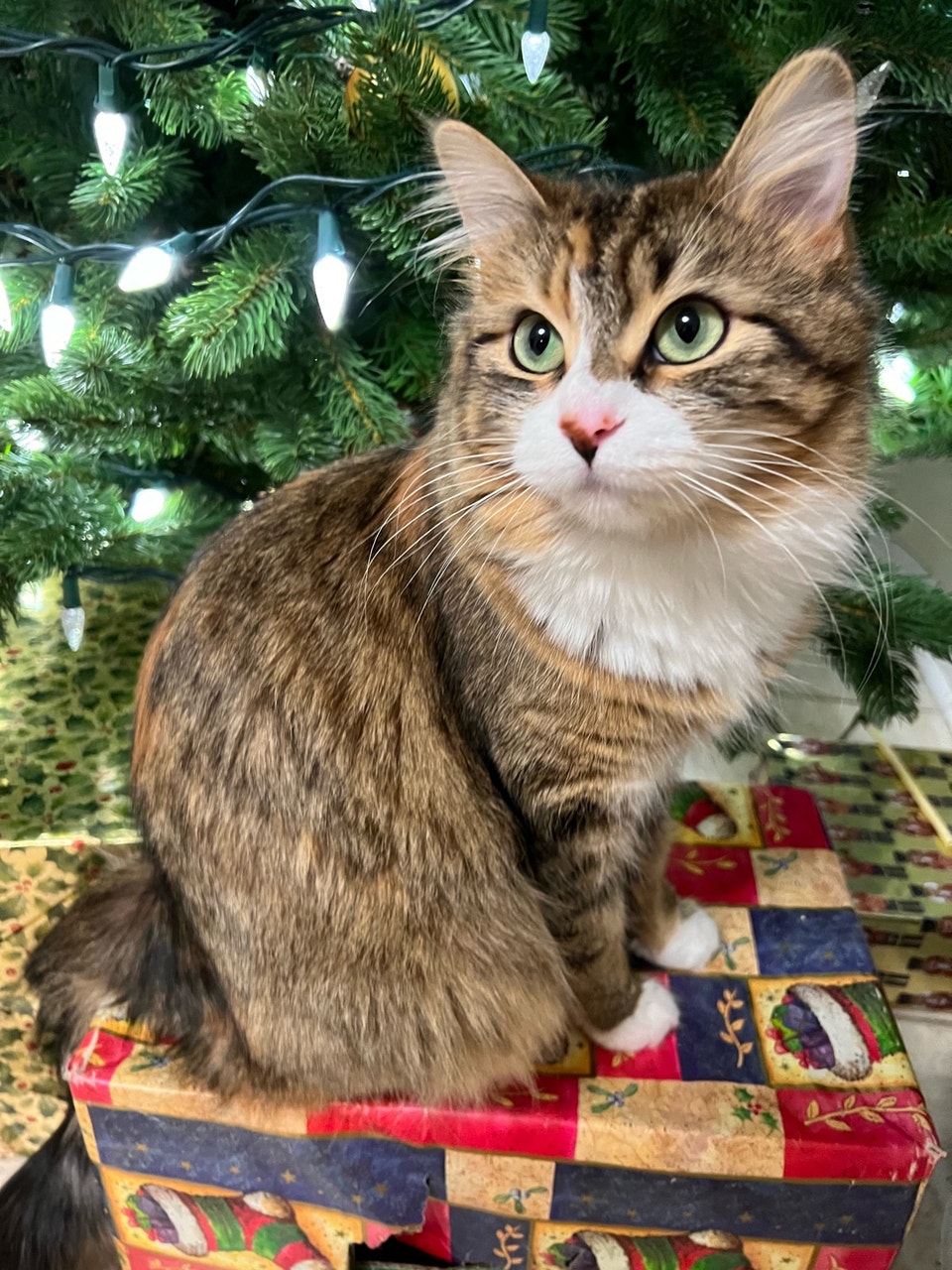 Return Mimo, we met at square one, adult female | Cats & Kittens for ...