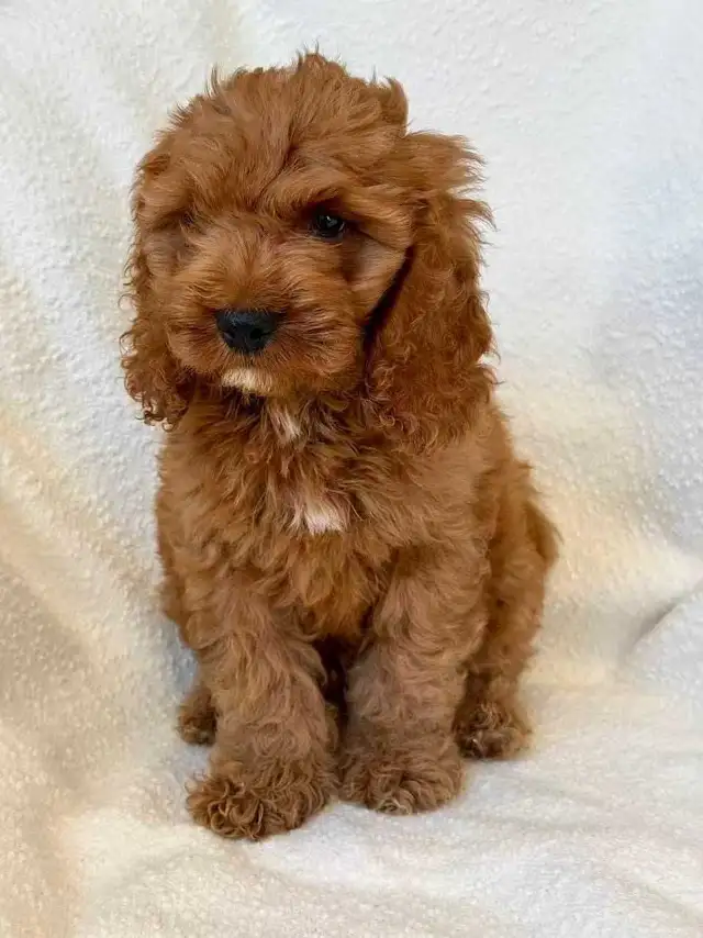 mini cockapoo puppies | Dogs & Puppies for Rehoming | City of Montréal ...