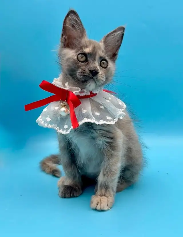 Luxury Maine Coon Kitten | Cats & Kittens for Rehoming | Markham / York ...