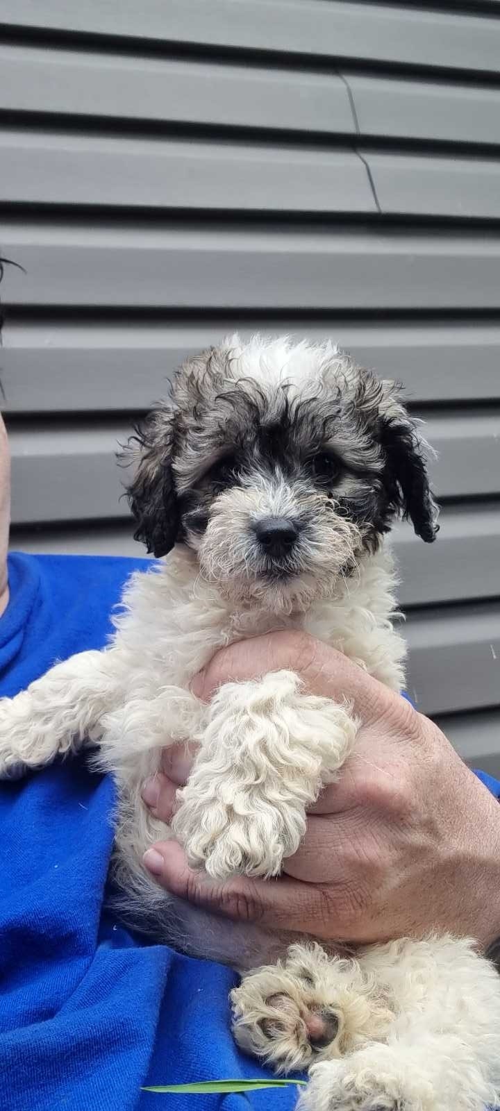 Poodle miniature | Dogs & Puppies for Rehoming | Fredericton | Free ...