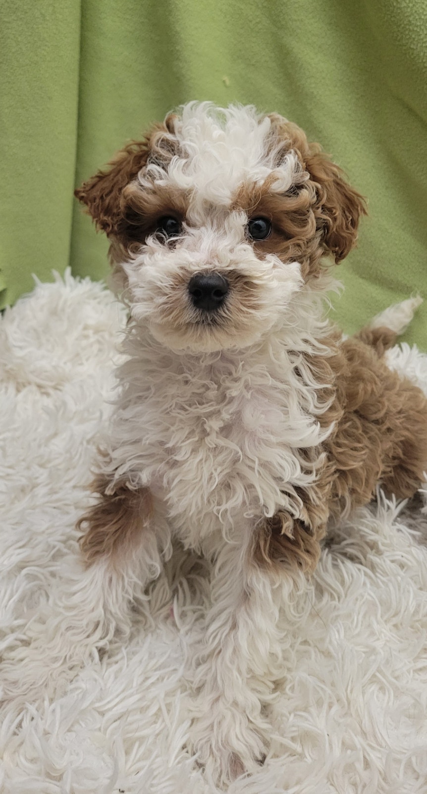 Cavapoo puppies | Dogs & Puppies for Rehoming | Oshawa / Durham Region ...