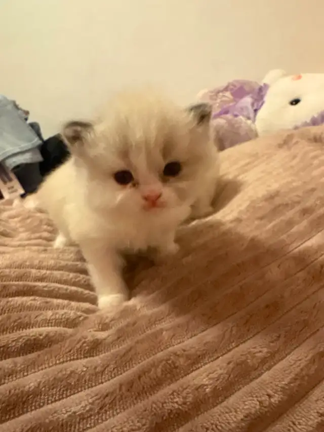 Fluffy Persian x Ragdoll Kittens | Cats & Kittens for Rehoming | Delta ...