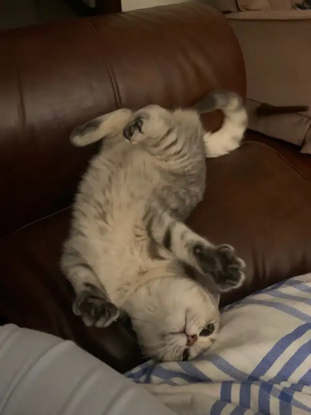 Beautiful British Short Hair Cat 6 month old female | Cats & Kittens ...