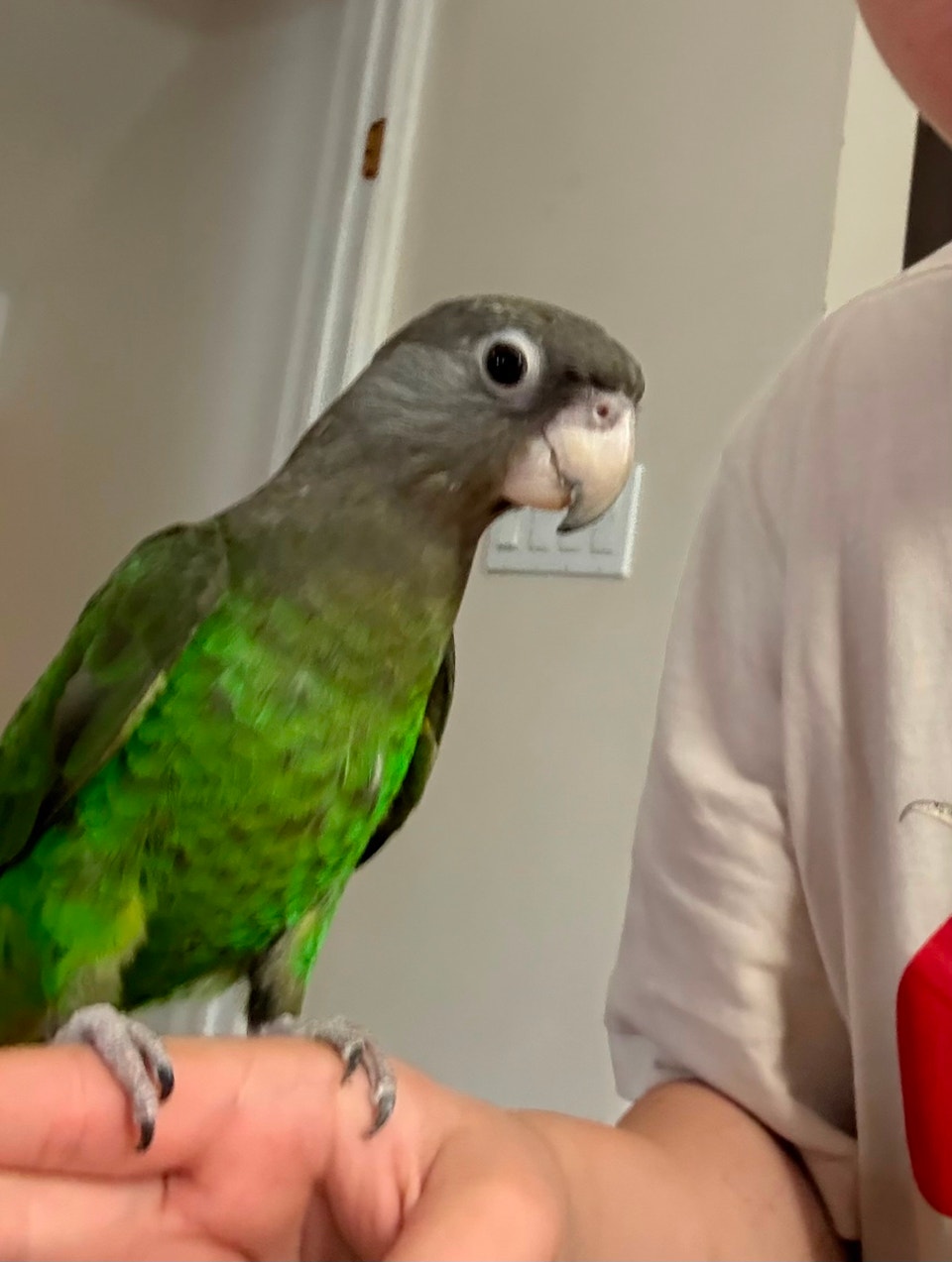 Perroquet tête brune (Brown head parrot) | Birds for Rehoming ...