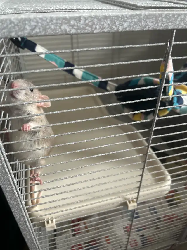 2 bonded female dumbo rats with cage | Small Animals for Rehoming ...
