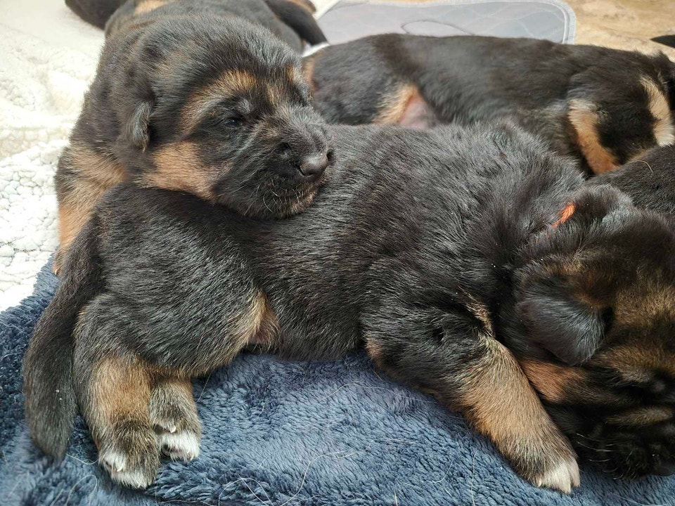 !! 1 MALE ONLY CKC REGISTERED GERMAN SHEPHERD PUPPIES !! | Dogs ...