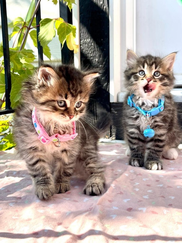 TICA Registered Purebred Siberian Kittens - sold | Cats & Kittens for ...