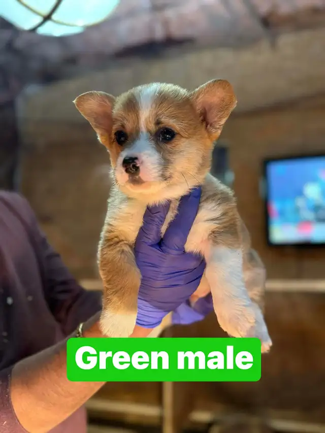 Pembroke Welsh Corgi | Dogs & Puppies for Rehoming | City of Toronto ...