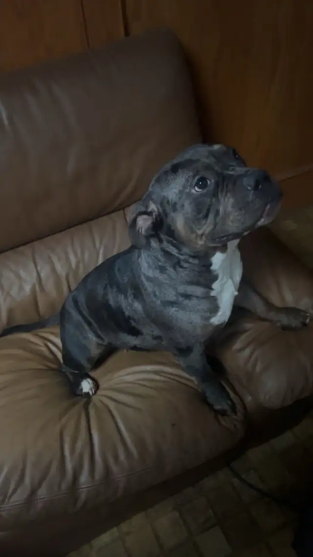 2 year old Merle Pocket Pity & Staffy mix | Dogs & Puppies for Rehoming | Burnaby/New ...