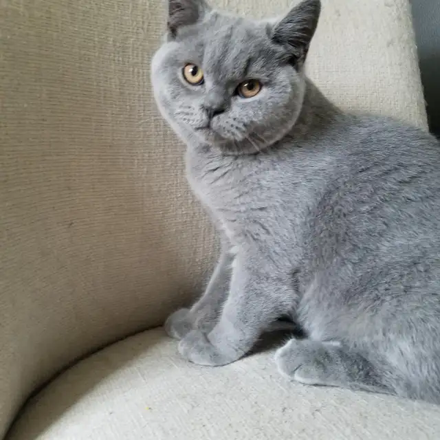Scotish Straight Blue shorthair kitten registered with CCA/AFC | Cats ...