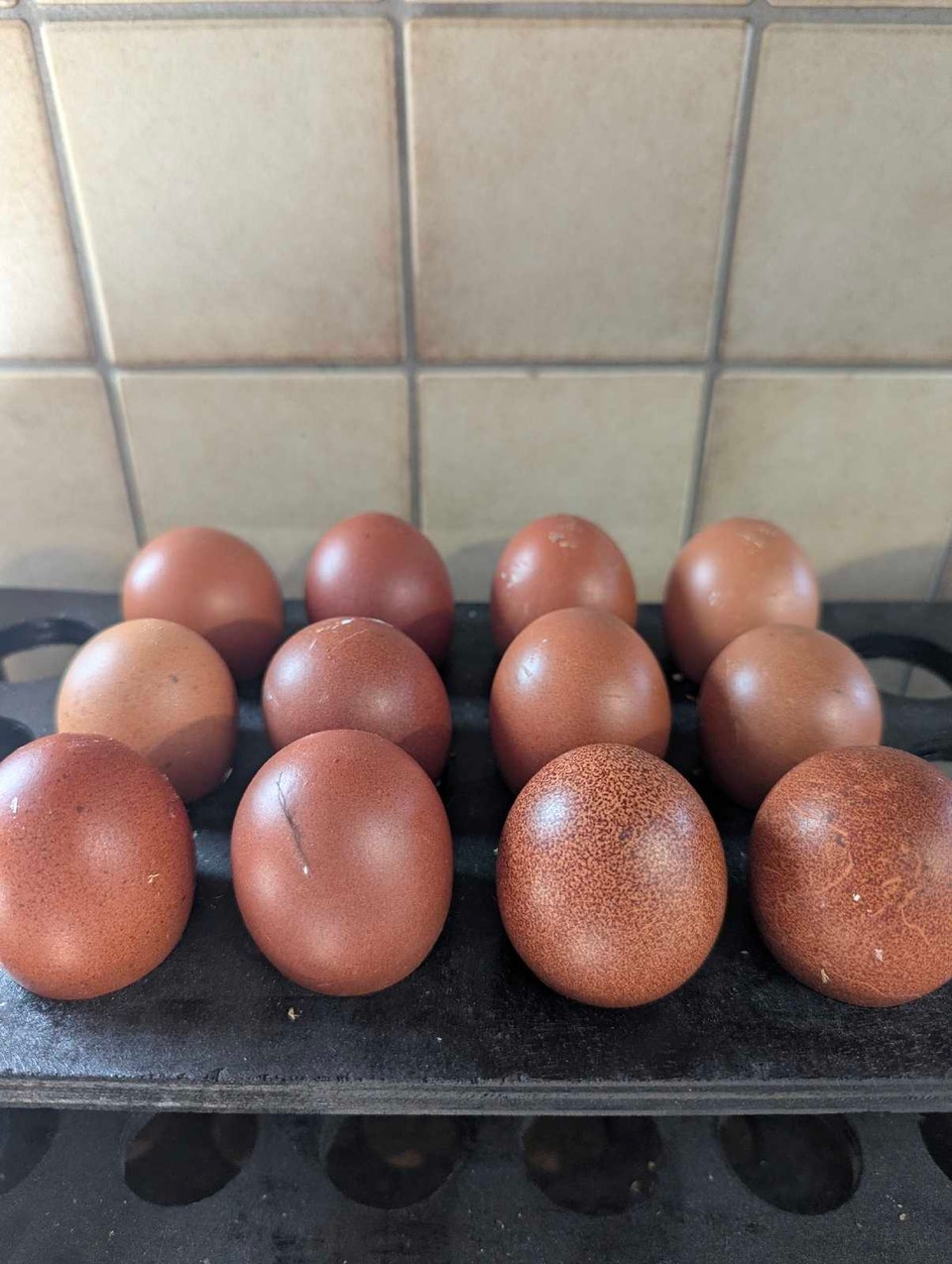 Splash Copper Marans Hatching Eggs | Livestock | Stratford | Free local ...