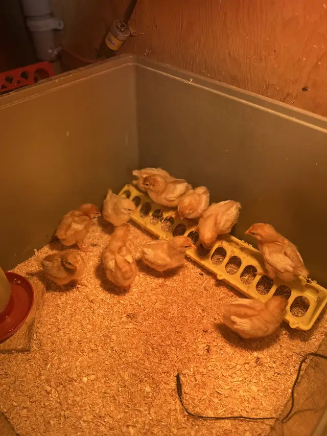 Jumbo Chicken Eggs (many double yolkers!) | Livestock | St. Catharines ...