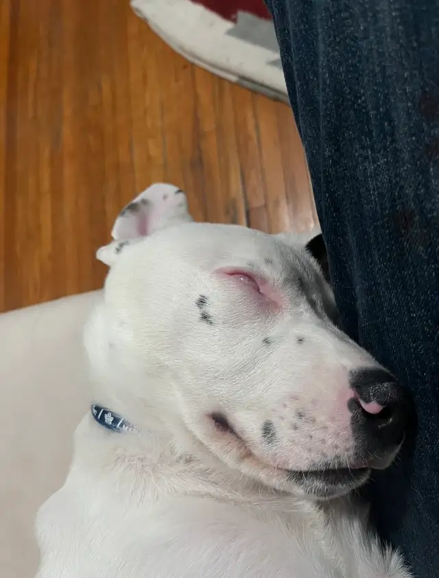 7 month old. Dalmatian- Dogo argintino | Dogs & Puppies for Rehoming ...