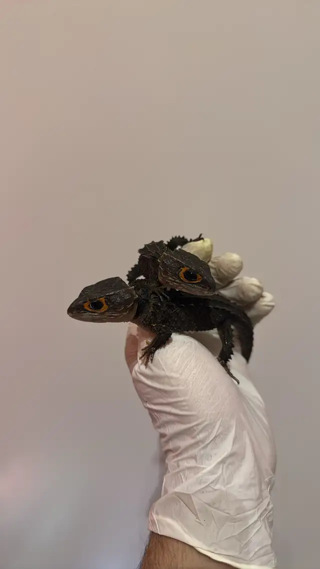 Red eye croc skink- CAPTIVE BRED ** HEALTHY& EATING PERFECT ...