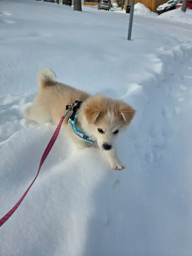 Mini american eskimo/ Australian shepherd P | Dogs & Puppies for ...