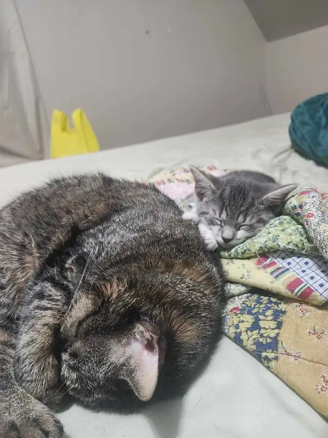 "New Price" Very sweet short hair male kitten | Cats & Kittens for ...