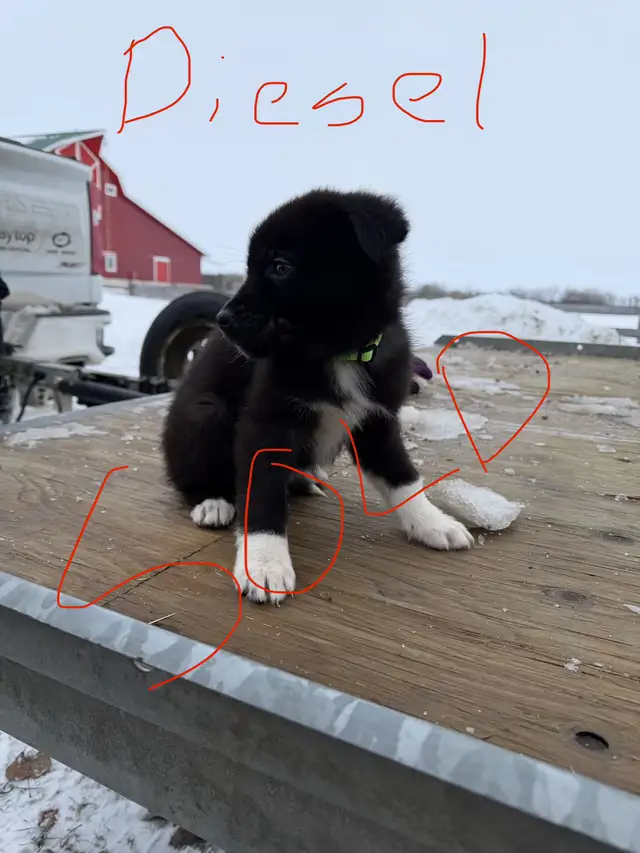 German Shepherd cross with great Pyrenees puppies for sale | Dogs ...