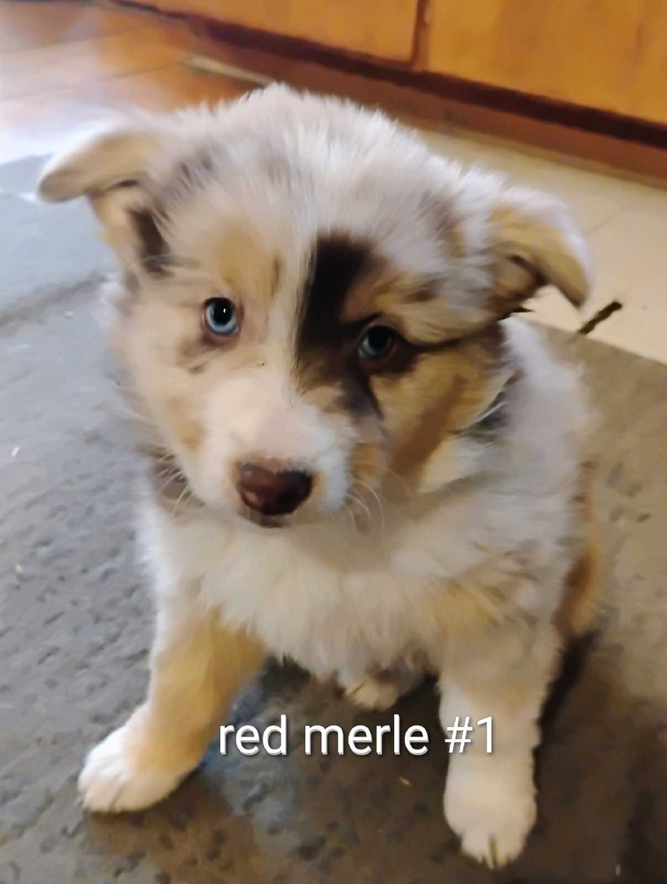 Pure bred Aussie Shepard's for sale | Dogs & Puppies for Rehoming ...