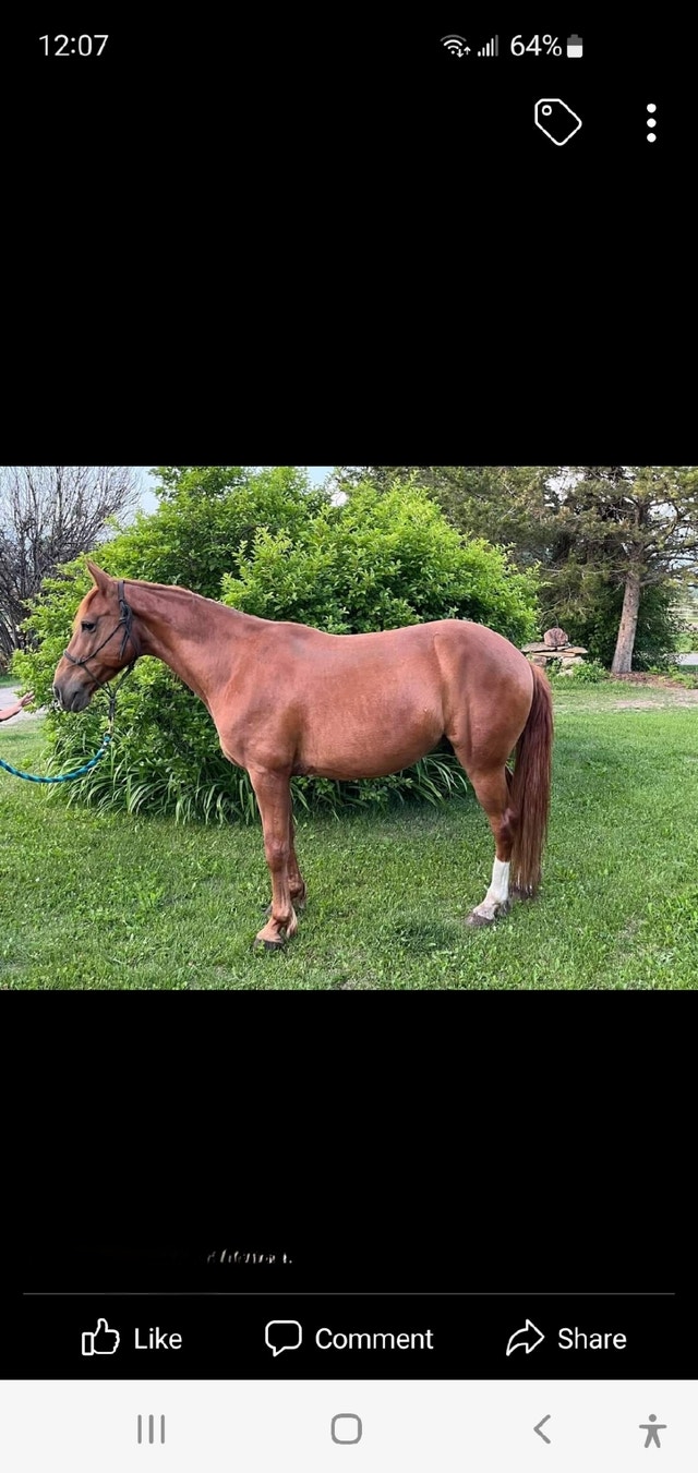 Kentucky Mountian Horse | Horses & Ponies for Rehoming | Lethbridge ...