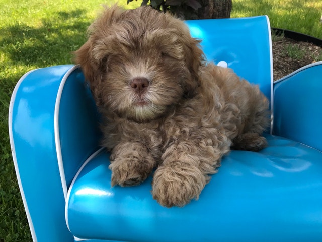 Chocolate Havanese Puppy | Dogs & Puppies for Rehoming | Muskoka | Kijiji