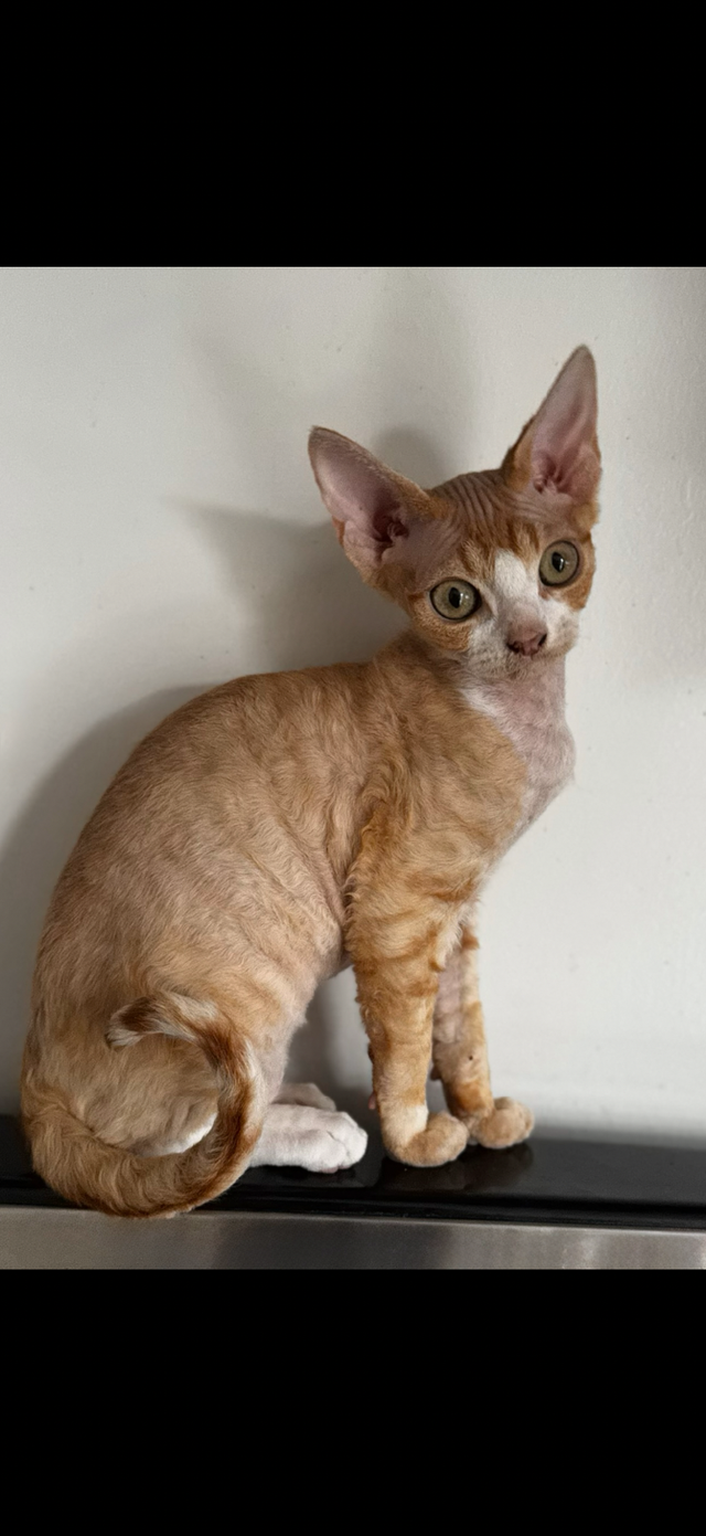 Ginger and white devon rex kitten girl and flame point | Cats & Kittens ...