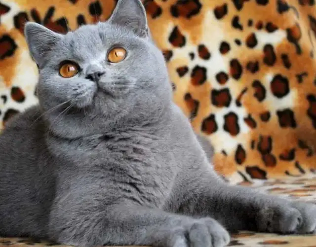Purebred British Shorthair Rose Lilac color kitten with pedigree | Cats ...