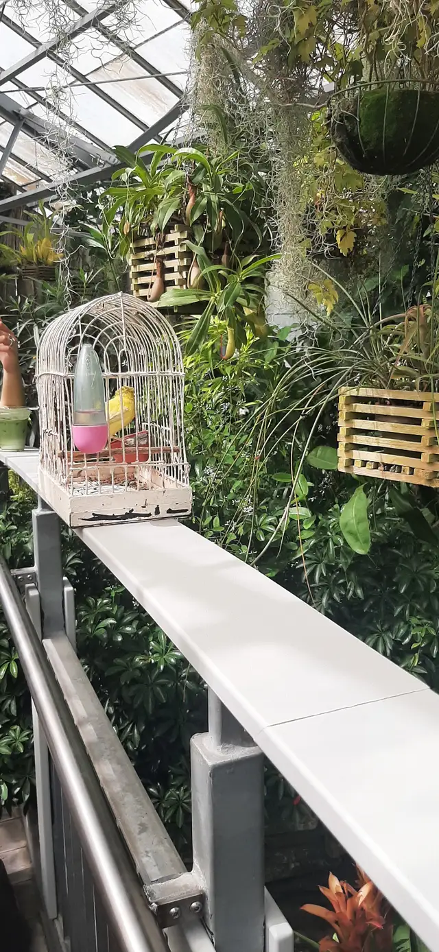 Yellow Gloucester Canary . | Birds for Rehoming | City of Toronto ...