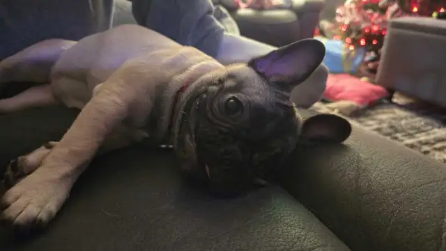 4 month old female pug Frenchie cross puppy | Dogs & Puppies for ...
