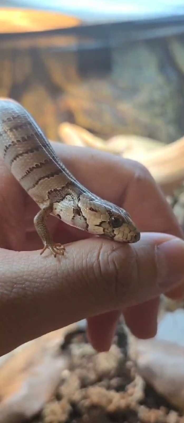 Pink Tongue skink price reduced | Reptiles & Amphibians for Rehoming ...