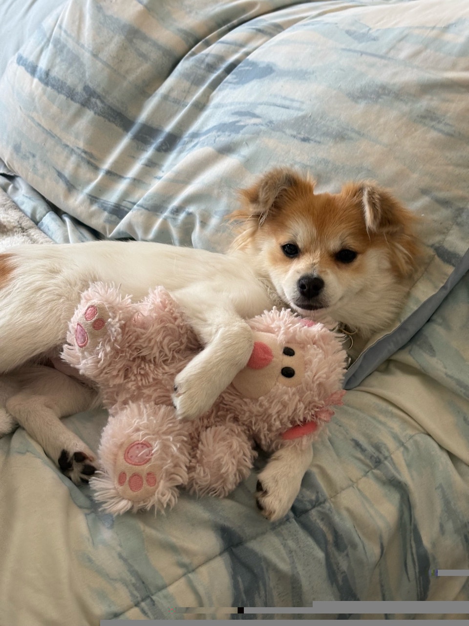 Pom Mix Puppy sweet girl | Dogs & Puppies for Rehoming | Calgary | Free ...