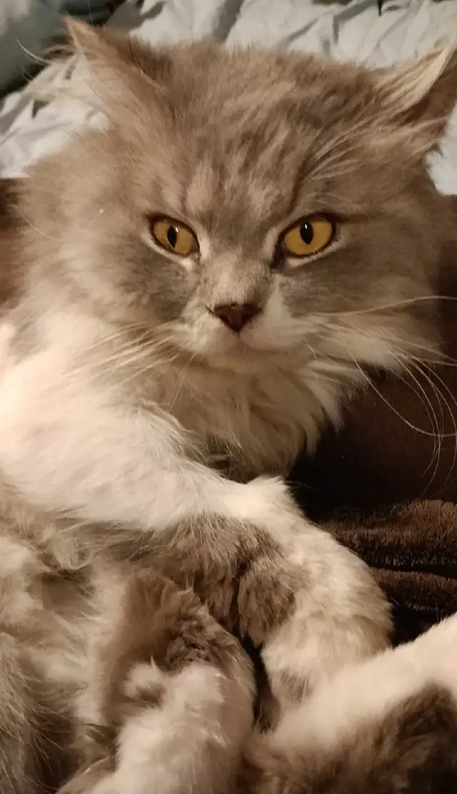 chatton yeux jaunes | Cats & Kittens for Rehoming | Longueuil / South ...