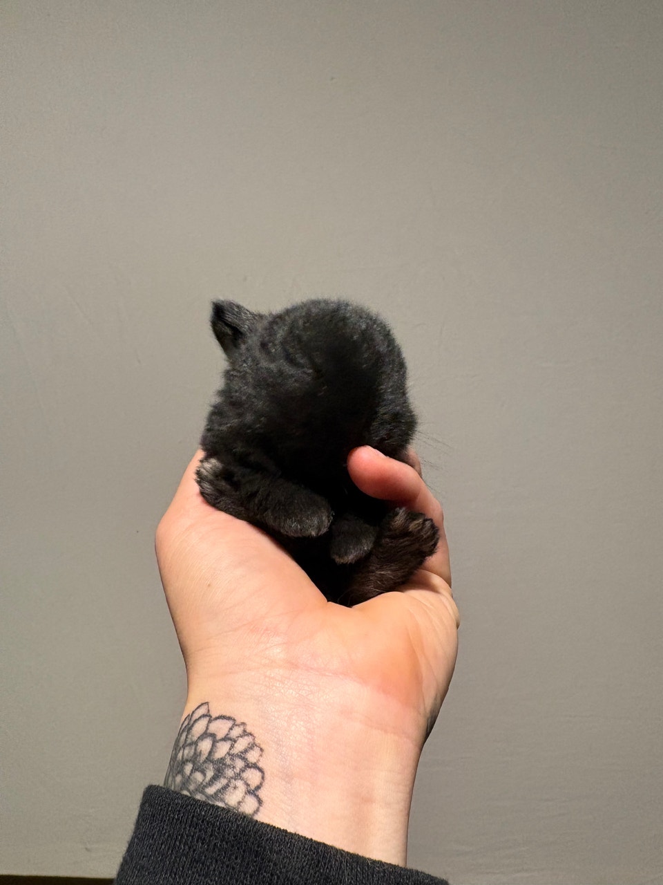 Baby Bunnies looking to be rehomed | Small Animals for Rehoming ...