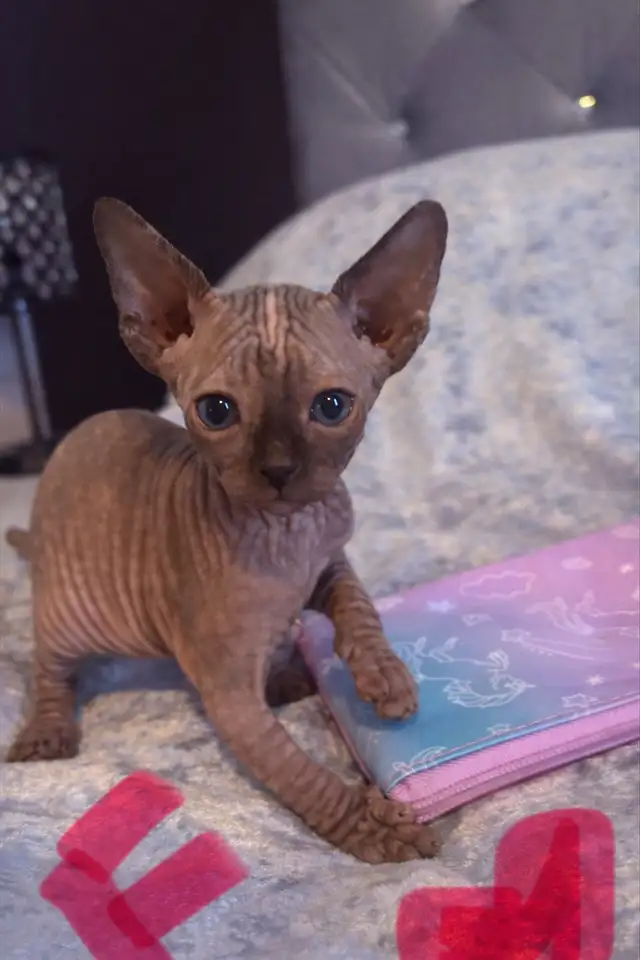 bébés SPHYNX à vendre 1 femelle et 3 mâles | Cats & Kittens for ...