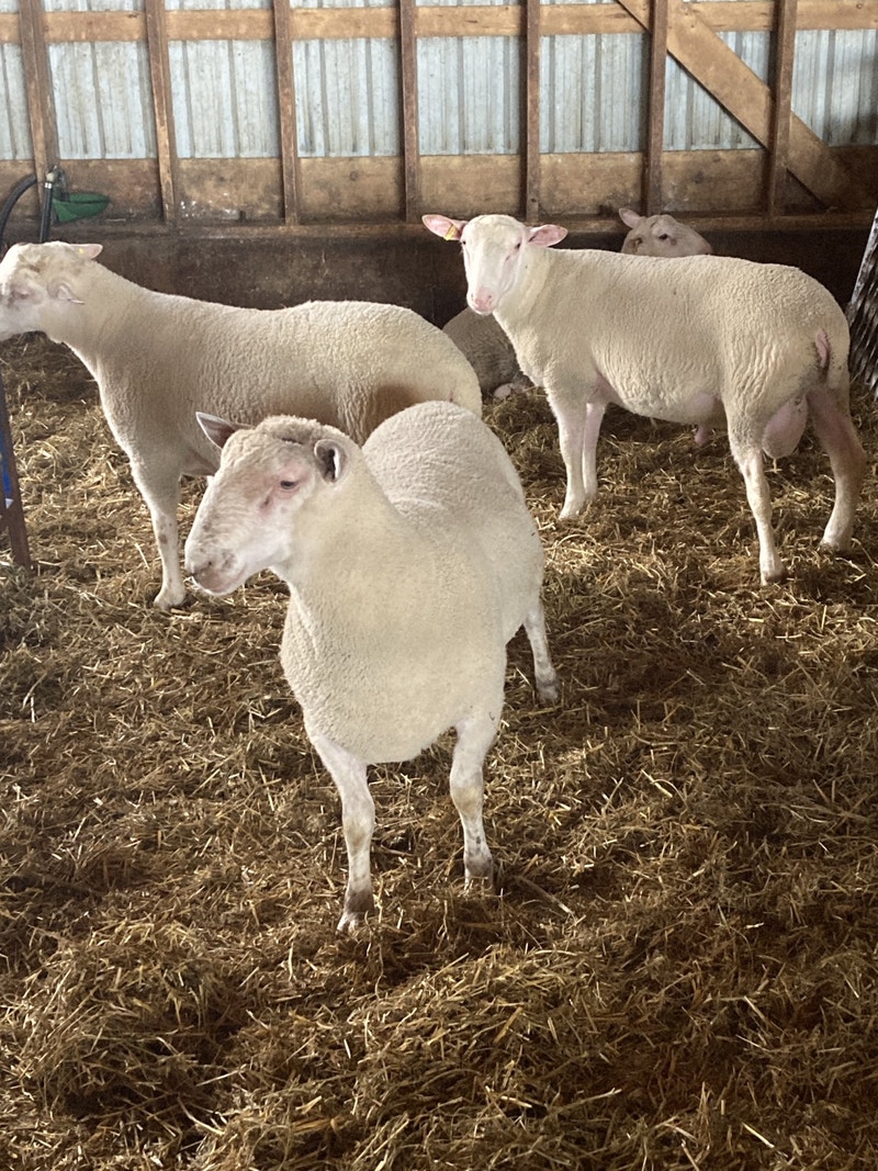 Purebred Rideau Rams Sale | Livestock | Norfolk County | Kijiji