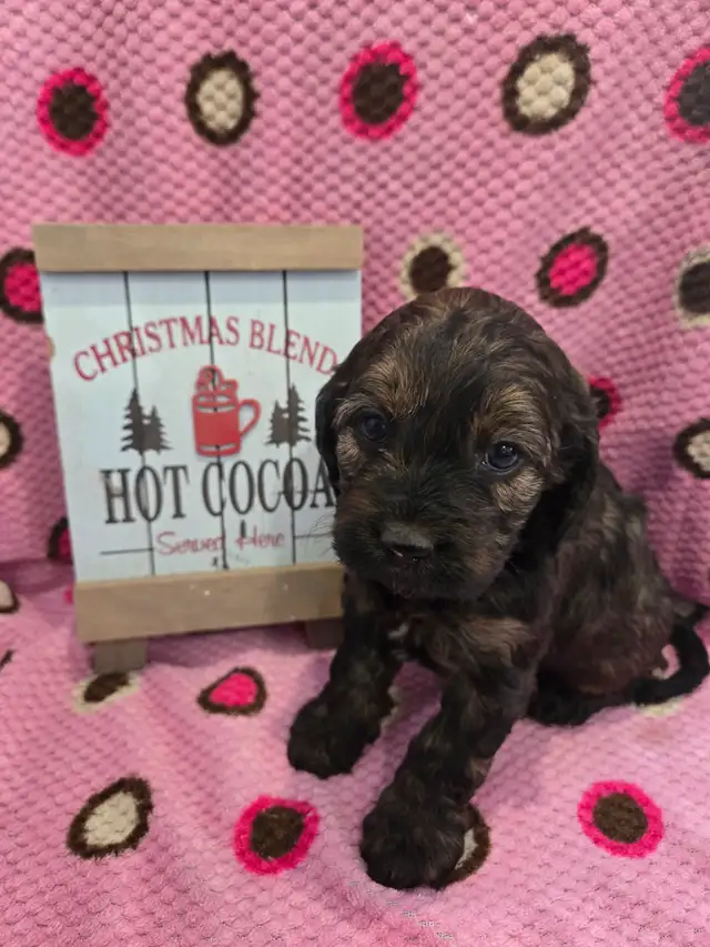 Teddy Bear Cockapoos | Dogs & Puppies for Rehoming | Edmonton | Free ...