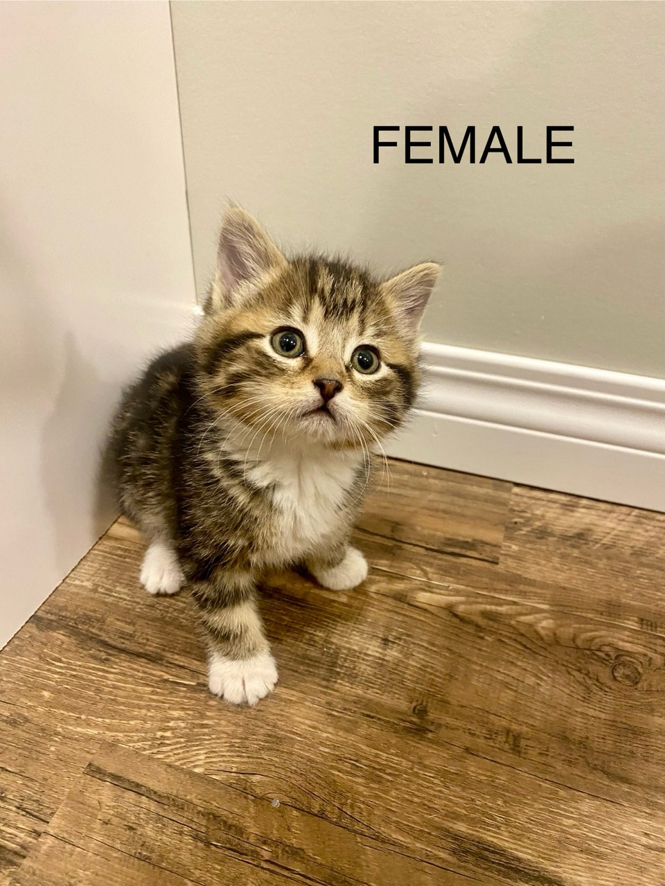 TABBY KITTENS | Cats & Kittens for Rehoming | Medicine Hat | Free local ...