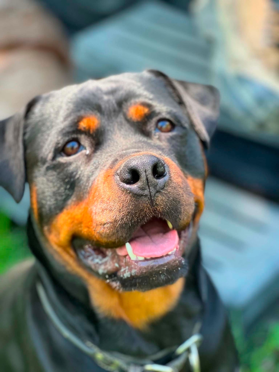 Femelle Rottweiler CKC | Dogs & Puppies for Rehoming | Longueuil ...