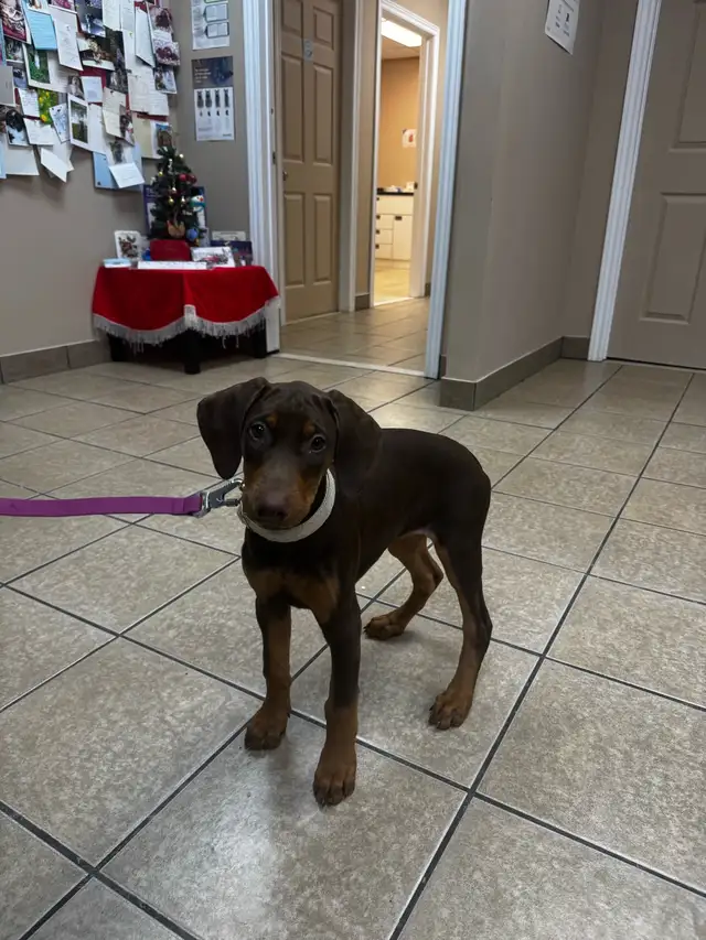 Doberman puppy female, 12 weeks old | Dogs & Puppies for Rehoming | St ...