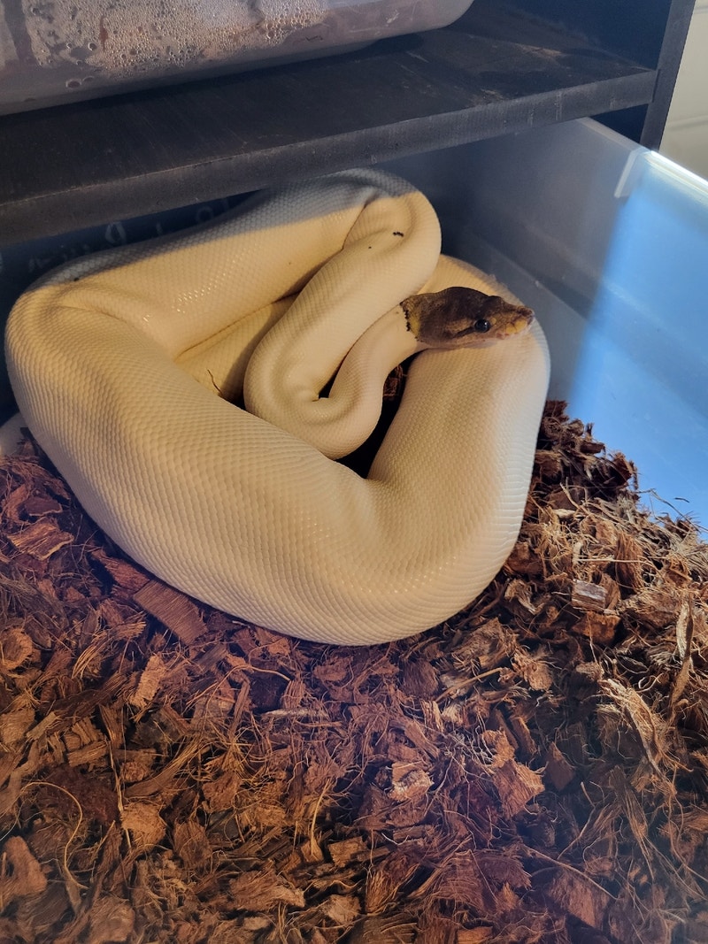 Adult/Proven Breeder Ball Pythons | Reptiles & Amphibians for Rehoming ...