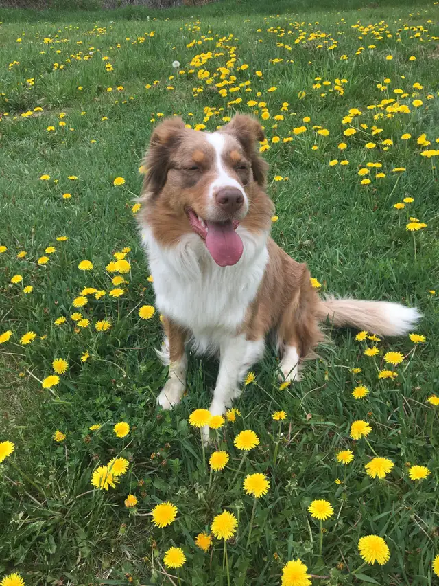 Australian Shepherd Puppies - Red Tris and Red Merles | Dogs & Puppies ...