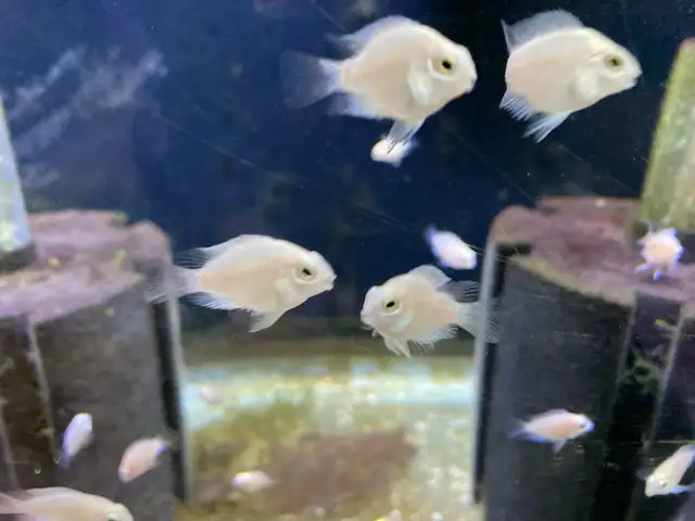 Platinum Parrot Cichlids Fish Aquarium | Fish for Rehoming | Delta ...