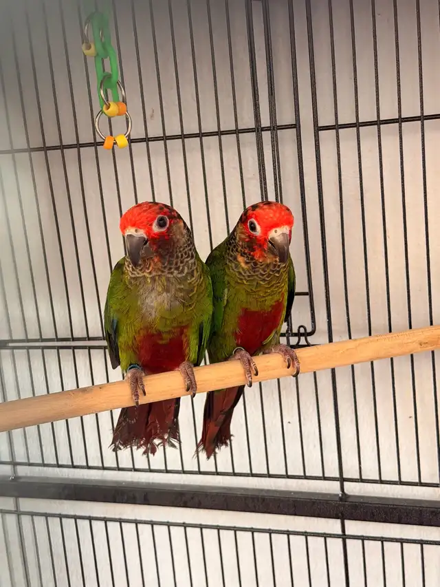 Red-Neck Conures – Healthy & Beautiful | Birds for Rehoming | City of ...