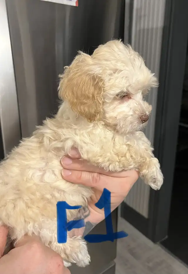 Caniches | Dogs & Puppies for Rehoming | Lévis | Free local classifieds ...