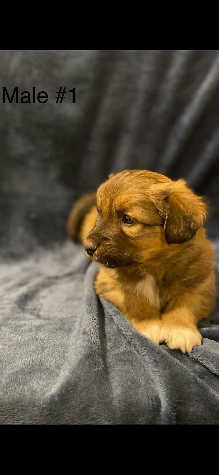 Borgi Puppies For Sale! | Dogs & Puppies for Rehoming | Edmonton | Free ...