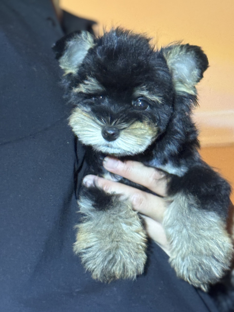 Toy schnauzer puppies looking for new home | Dogs & Puppies for ...