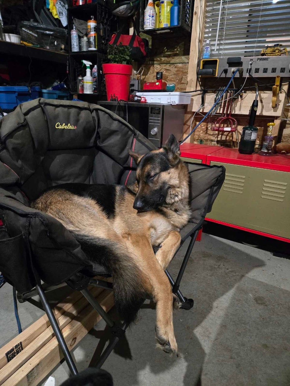 Meet Bjorn the 3 year old German shepherd for rehoming | Dogs & Puppies ...