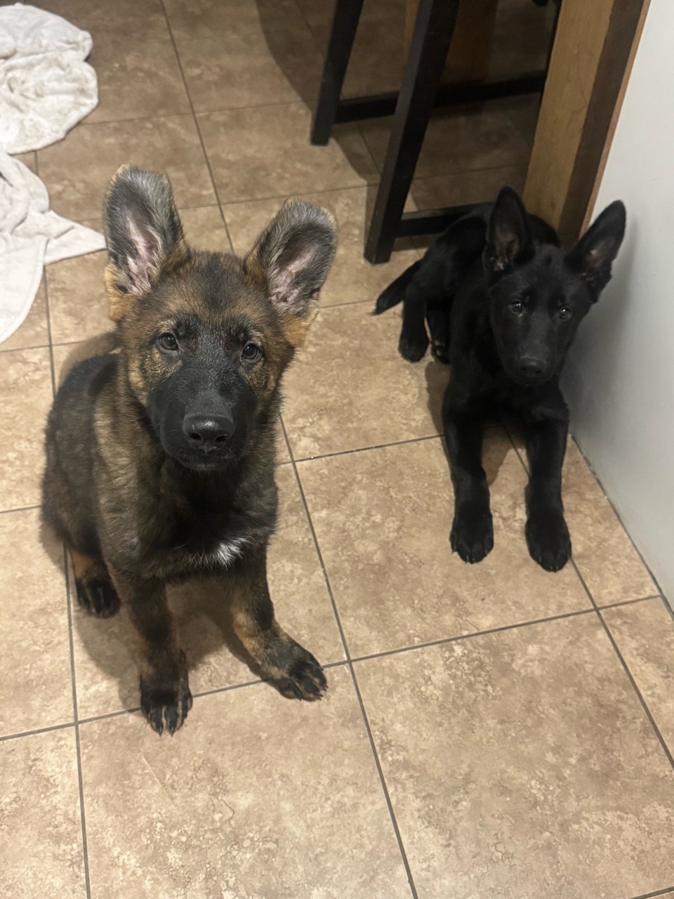 German Shepherd | Dogs & Puppies for Rehoming | Calgary | Free local ...