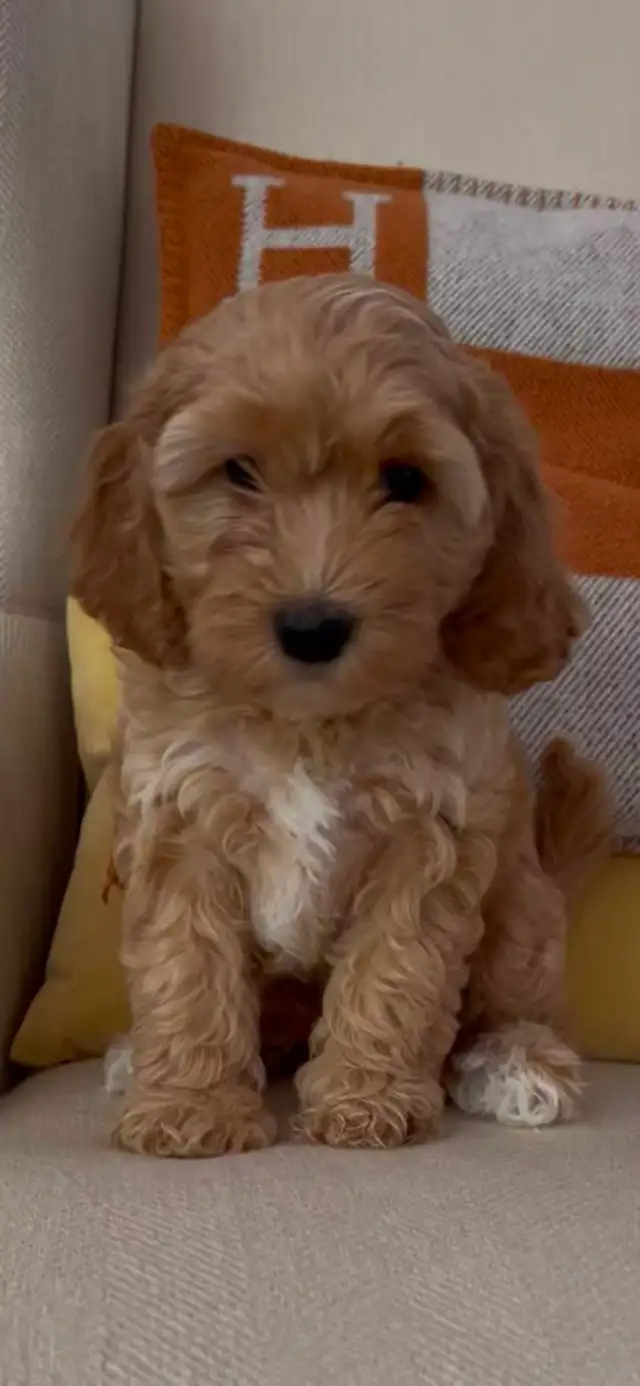 10 weeks old cute Cockapoo ( 2 males ) | Dogs & Puppies for Rehoming ...