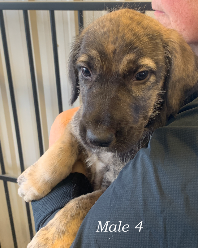Irish Wolfhound Puppies | Dogs & Puppies for Rehoming | Calgary | Free ...