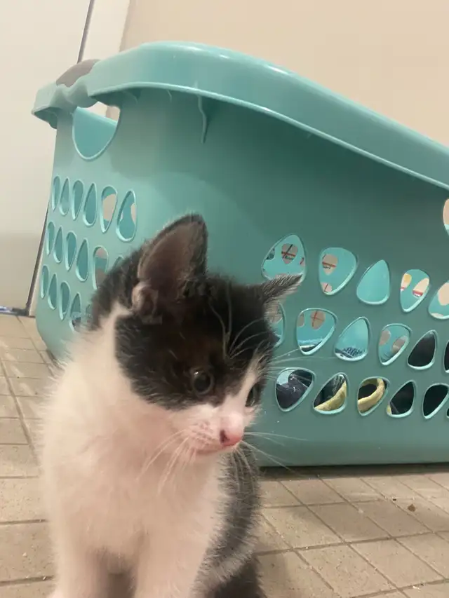 4 kittens | Cats & Kittens for Rehoming | Barrie | Free local ...